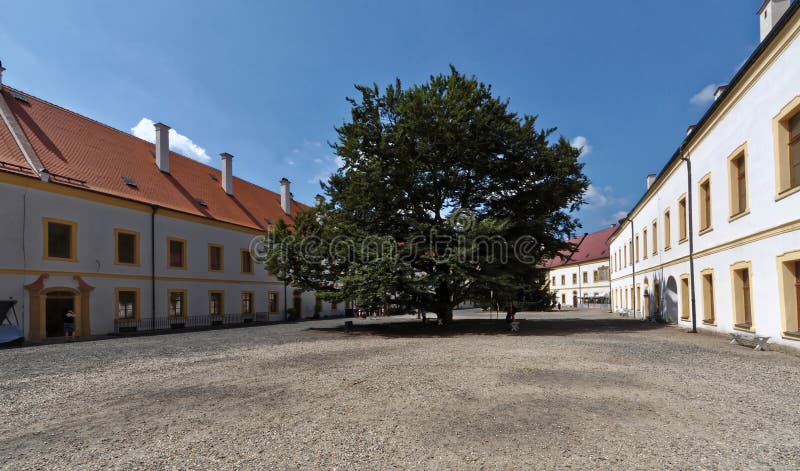 Big Tree in the Middle of the Ground Stock Image - Image of monument ...