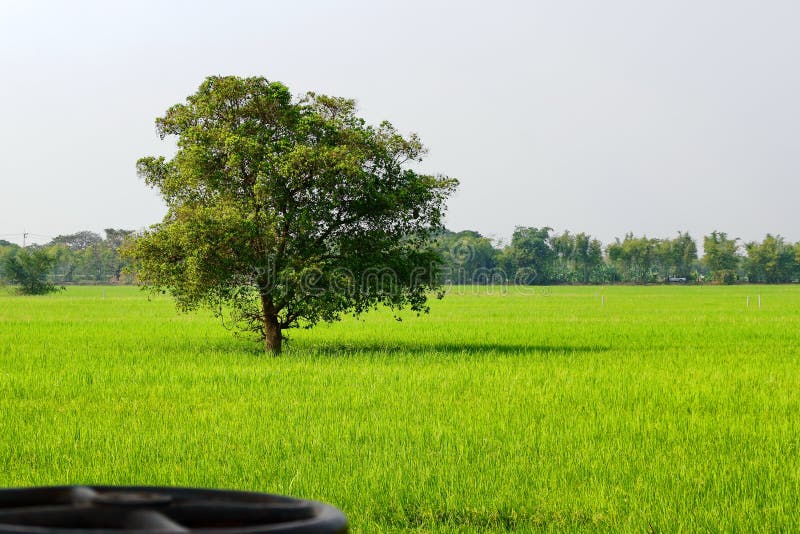 Big Tree in the Middle of the Rice Field,. Stock Image - Image of tree ...
