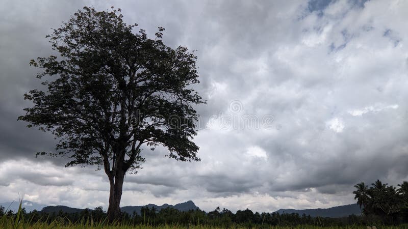 The Big Tree in the Middle of the Rice Field that Stands Firm Stock ...
