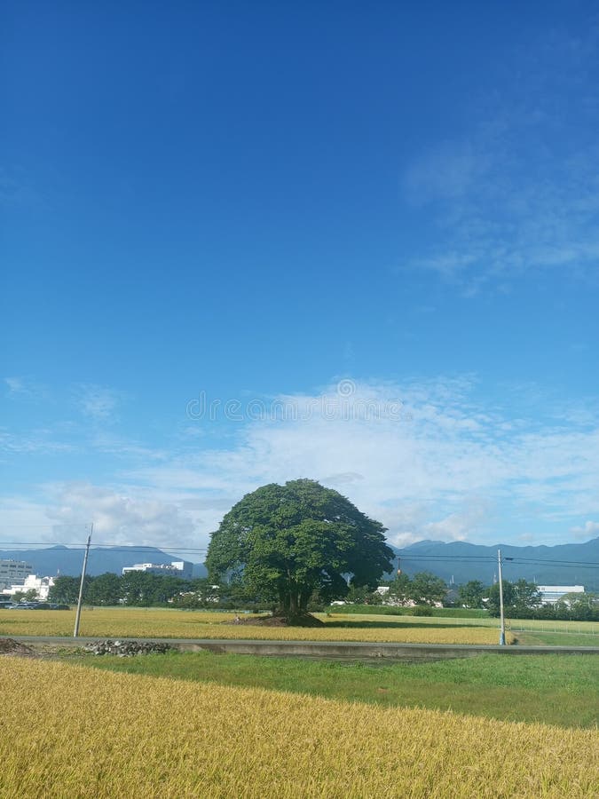 Big Tree in the Middle of Rice Fields Under the Blue Sky Stock Photo ...