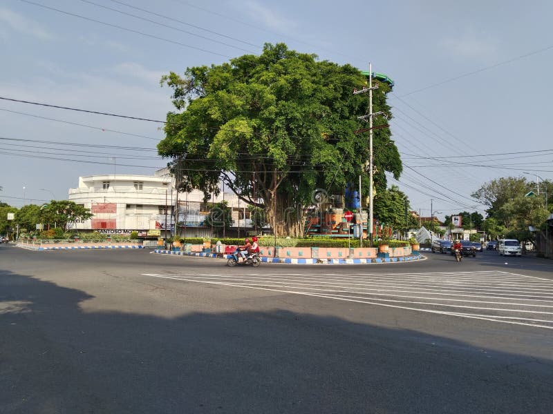 A Big Tree in the Middle of the Road As Well As an Icon of a City ...