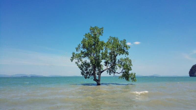 Big Tree in the Middle of Sea Stock Image - Image of warm, coast: 186676251
