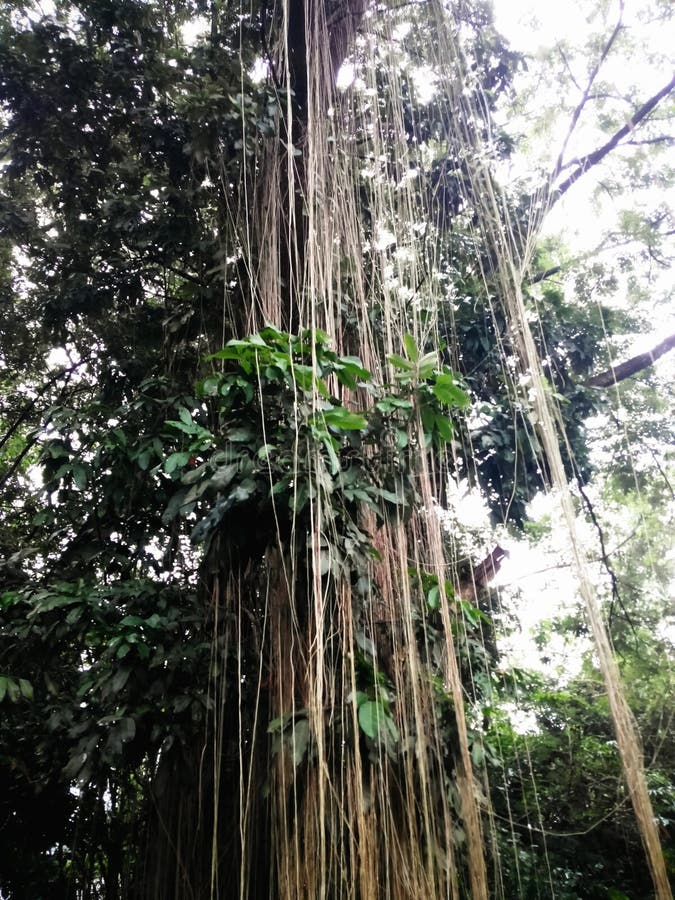 Big thread tree stock image. Image of nature, banyan - 42681223
