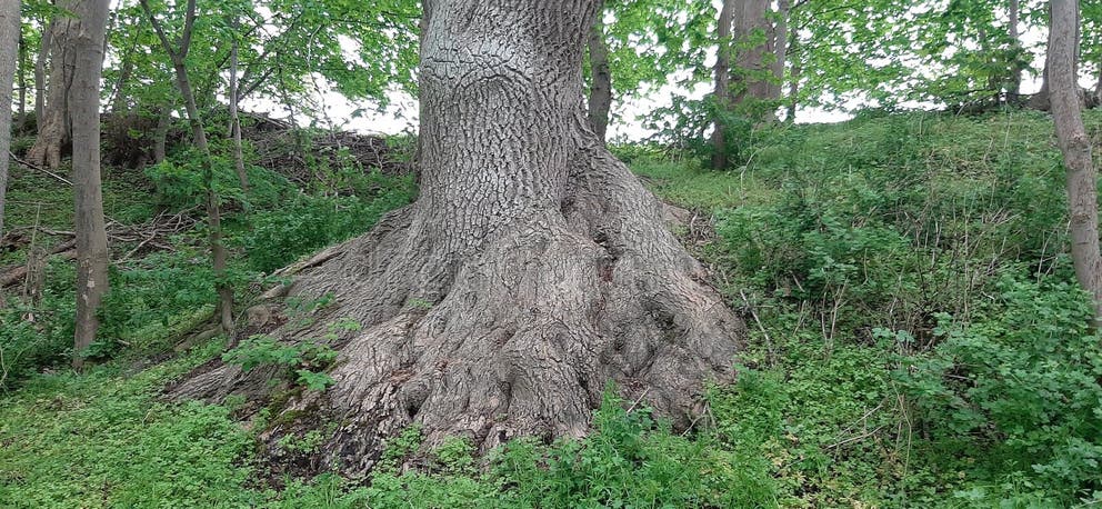 A Big Tree More Than 200 Years Stock Image - Image of years, tree ...