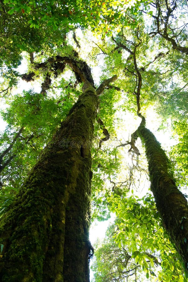 Big tree stock photo. Image of spring, green, scenery - 52164574