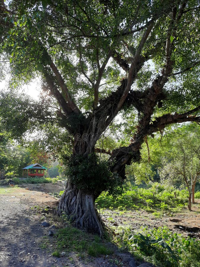 Big Tree with Moss in the Morning Stock Photo - Image of plant, garden ...