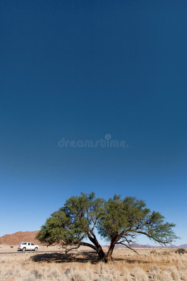 Big tree in Namibia stock image. Image of space, safari - 36449299