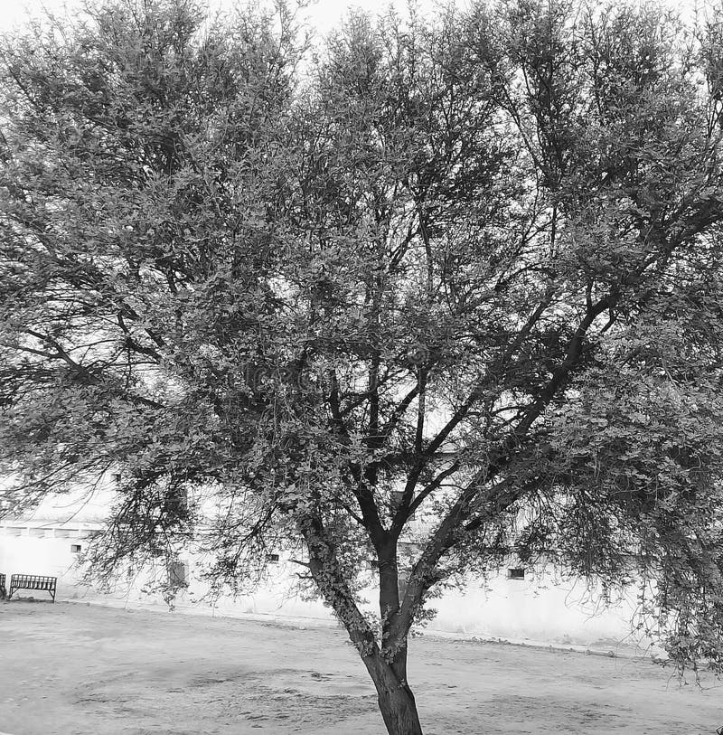 Big Tree Natural View stock photo. Image of natural - 318668030