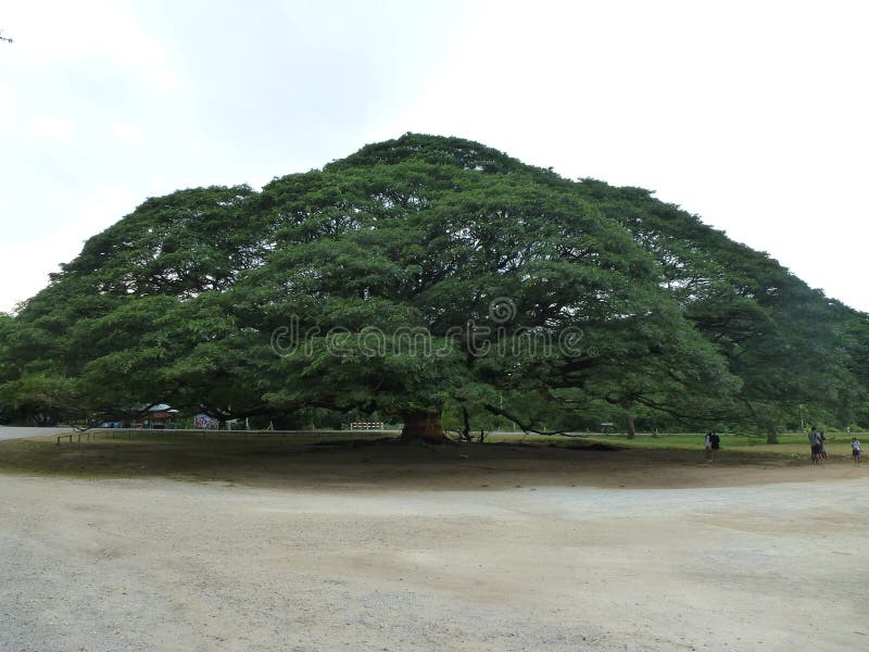 Big tree stock image. Image of amazing, nature, tree - 84231249