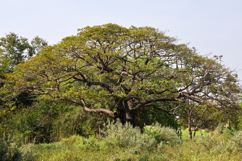 The BIG Tree in Nature Garden at Thailand Stock Image - Image of park ...