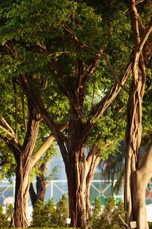8 July 2007 the Big Tree on the Nature at Outdoor Stock Image - Image ...