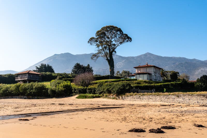 Big Tree Near the Beach Next To Buildings with Mountains in the ...