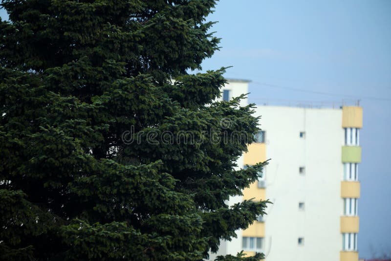 Big Tree Near Blocks in the City Stock Image - Image of trees, parks ...