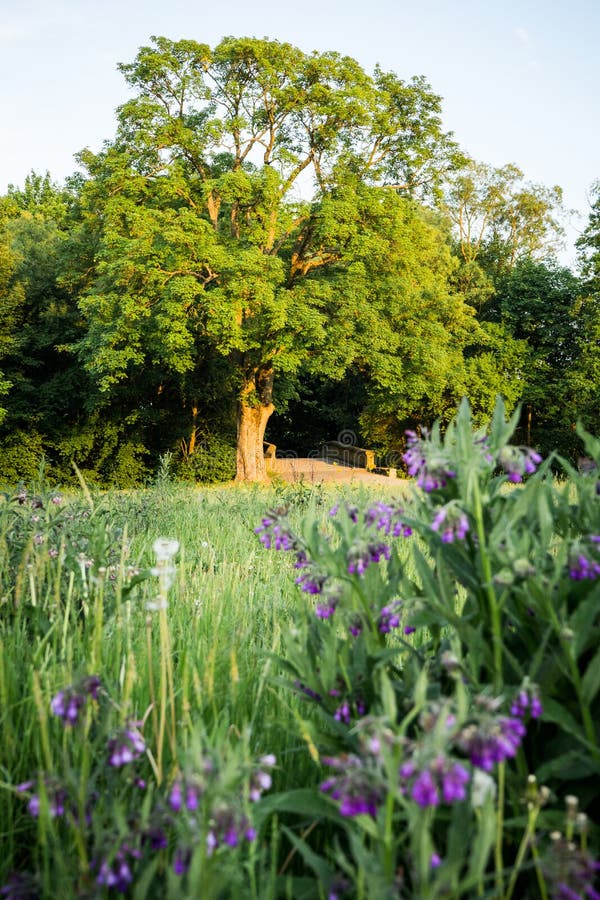 Big Tree Near a Bridge with Blurred Flowers in the Foreground. Stock ...