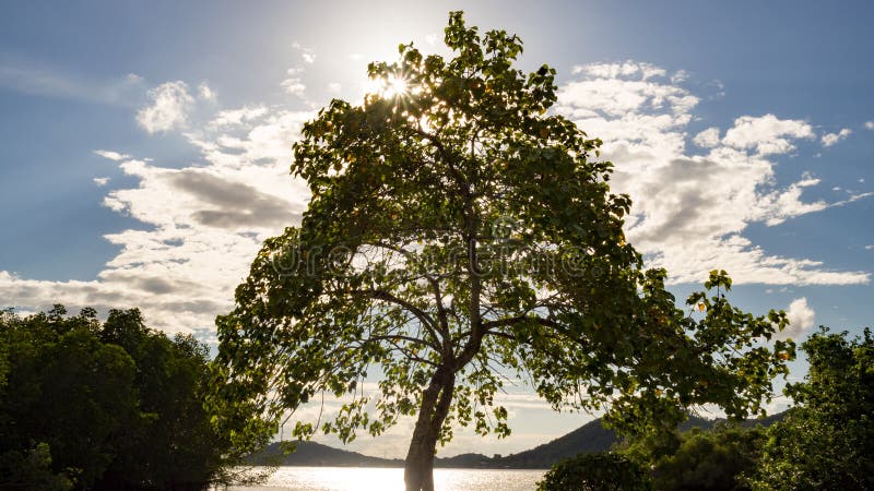 Big Tree Near River with Aura Sunlight Beam and White Cloud at Sunset ...