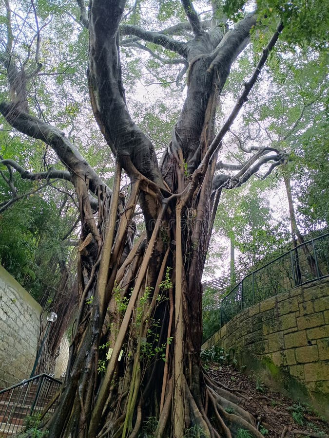 Big Tree Near the Stairs in the Park Stock Image - Image of colorful ...