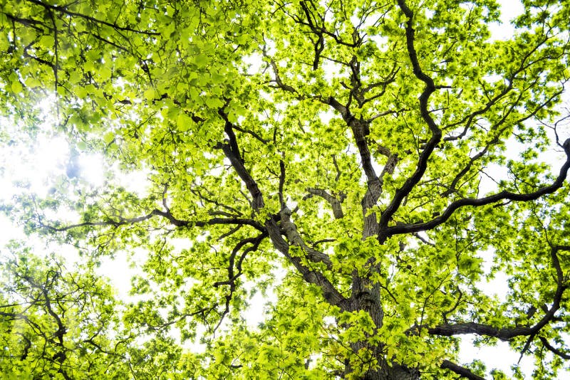 Big Tree with New Leaves in Summer Stock Photo - Image of outdoors ...