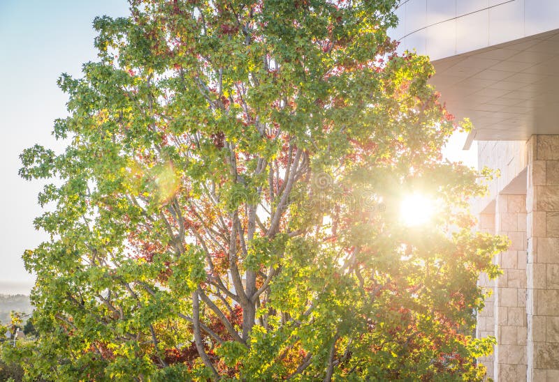 Big Tree Next To a Building Facade. Stock Photo - Image of foliage ...
