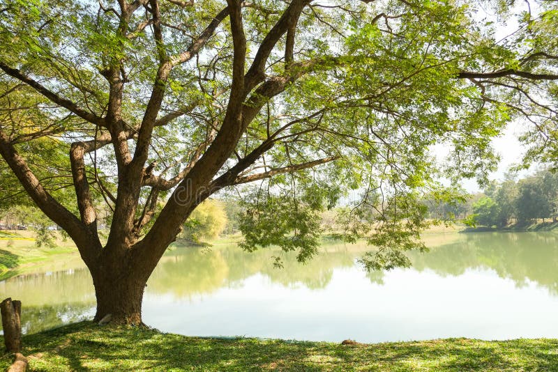 Big tree next to the lake. stock image. Image of forest - 111238161