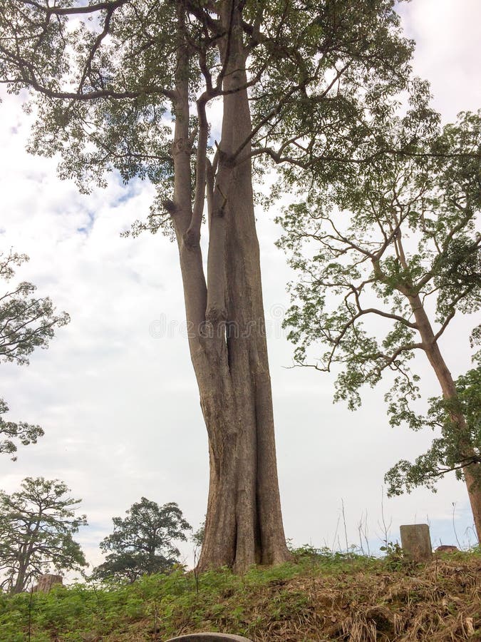 Big tree editorial stock photo. Image of nice, tree, upload - 92768423