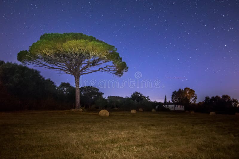 Big tree stock photo. Image of house, forest, tree, trees - 117397630
