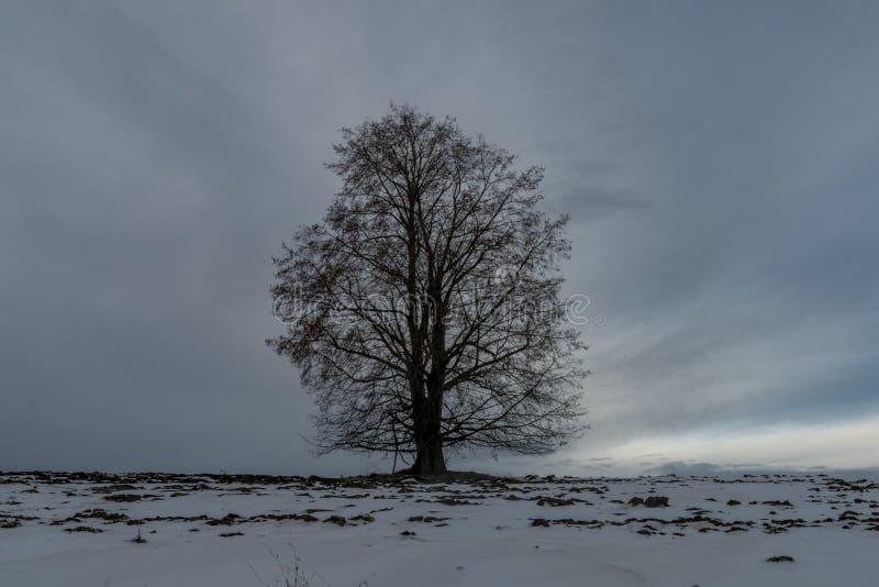 Tree on field in mountains stock photo. Image of puddle - 74077606