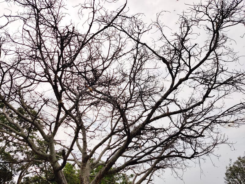 Big Tree with No Leaves. Dead Tree. Outdoors Stock Image - Image of ...