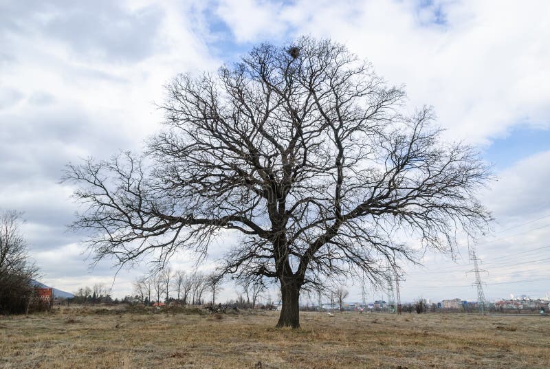 Big tree on ocean shore stock image. Image of clear, blue - 88027477