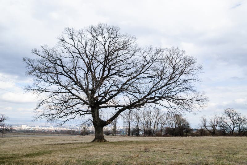 Big tree on ocean shore stock photo. Image of cliff, ocean - 88027518