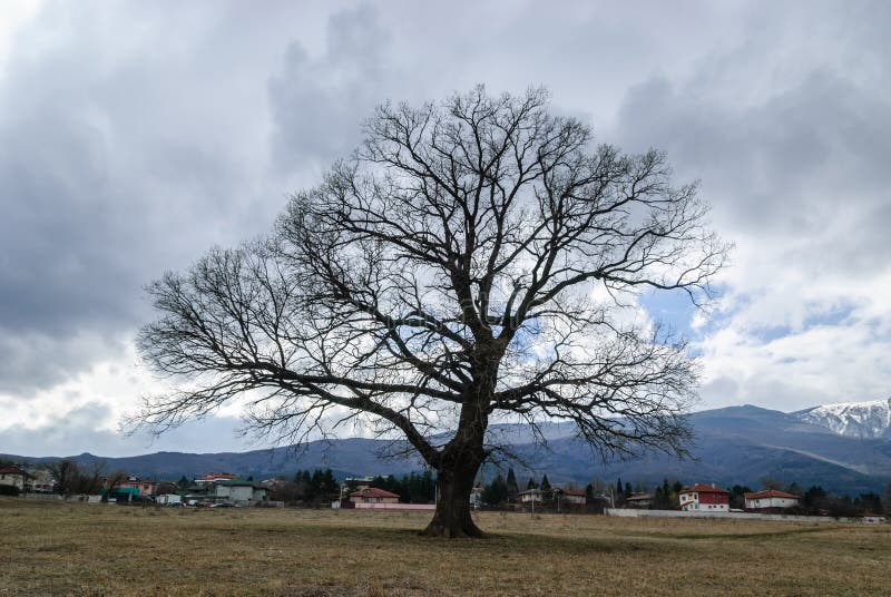 Big tree on ocean shore stock image. Image of environment - 88027563