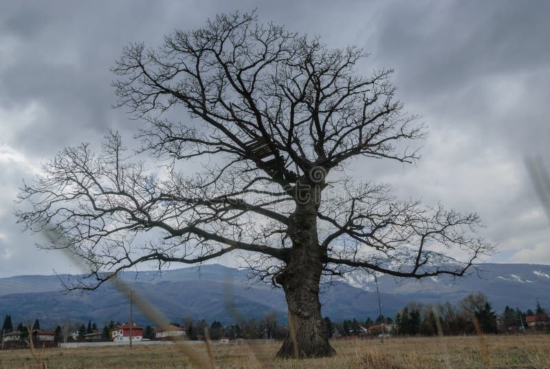 Big tree on ocean shore stock image. Image of blossomed - 88027717