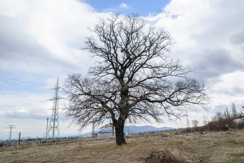 Big tree on ocean shore stock image. Image of feelings - 88027789
