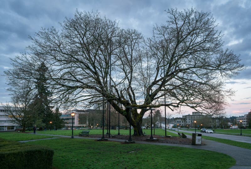 Big Tree Olympia stock photo. Image of tree, olympia - 91550024
