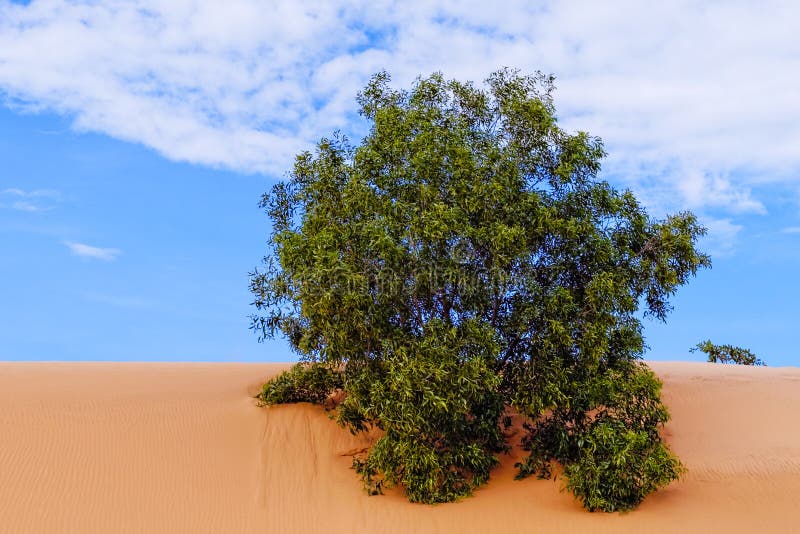 Big Tree and One Bush in the Sand Stock Image - Image of horizon ...