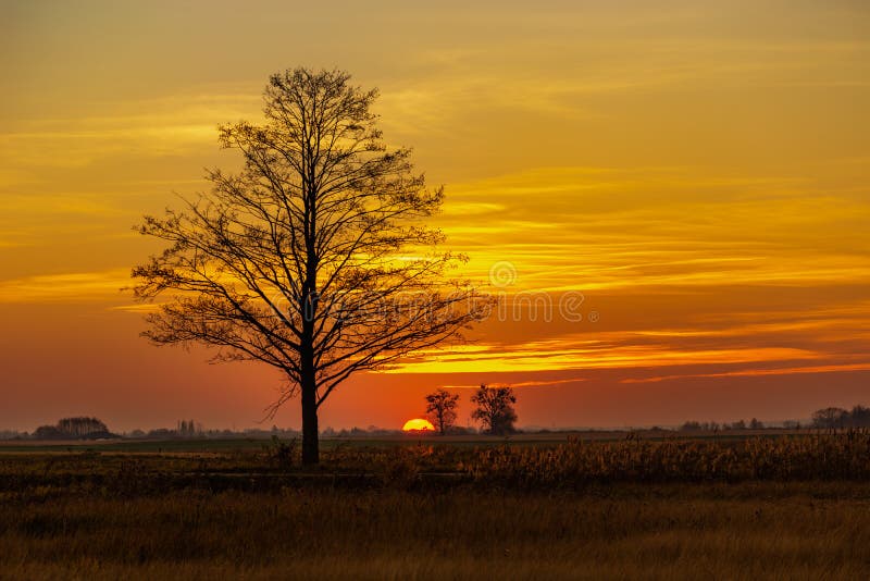Big Tree and Orange Sky during Sunset Stock Image - Image of dawn ...