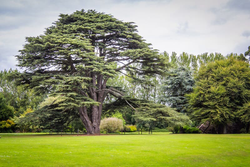 Big Green Tree in a Field, HDR Stock Photo - Image of sunflowers, dusk ...