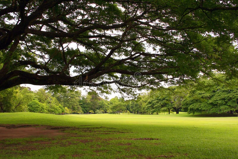 Big tree stock image. Image of color, landscape, path - 41822497