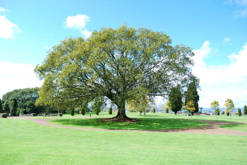 Big tree in the park stock image. Image of outdoors, seasonal - 6507571