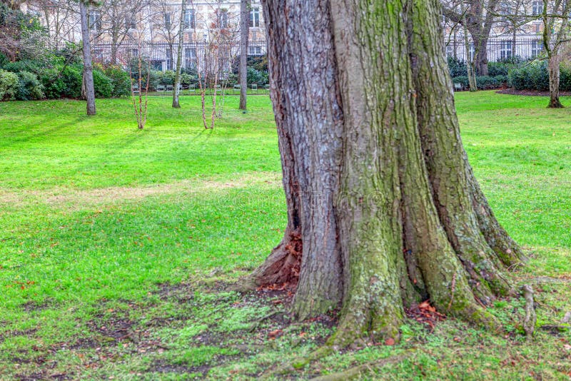Big tree in the park stock image. Image of leaves, green - 176150269