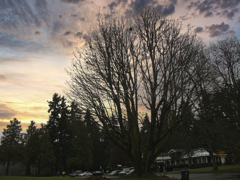 A Big Tree in a Park in Fall Stock Photo - Image of frost, outdoors ...
