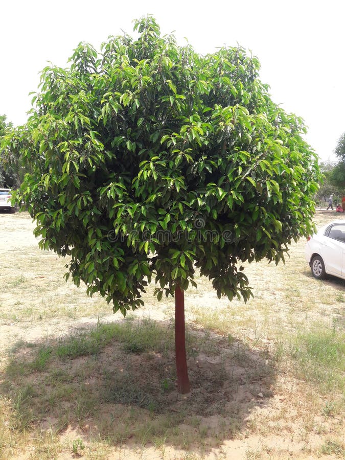 Big Tree in the Park Look so Pretty Stock Photo - Image of park, tree ...