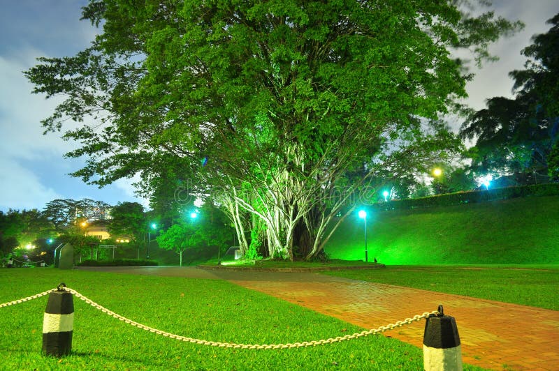 Big Tree at a Park by Night Stock Photo - Image of light, path: 59291464