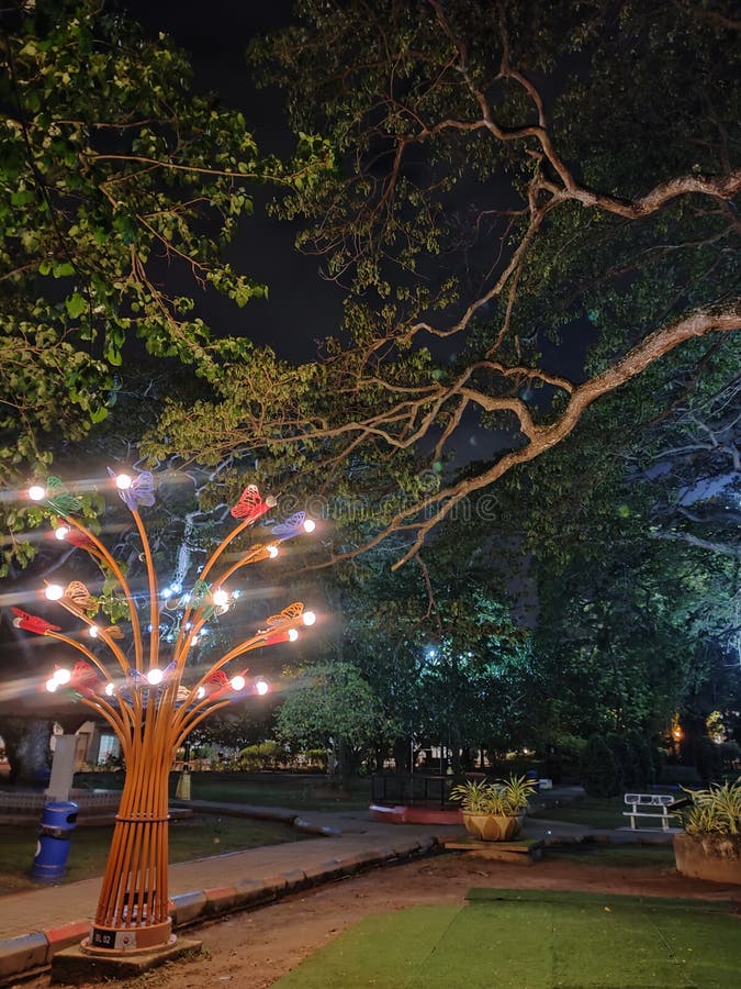 Big Tree in a Park at Night with Street Lights Stock Photo - Image of ...