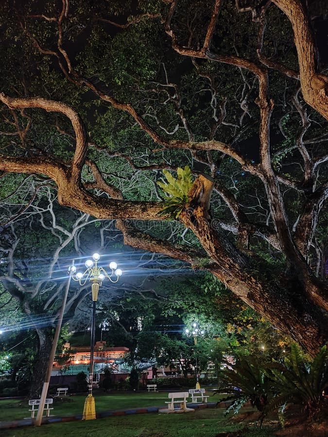 Big Tree in a Park at Night with Street Lights Stock Image - Image of ...