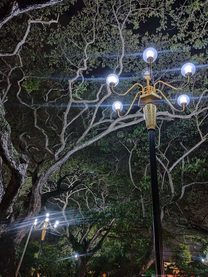 Big Tree in a Park at Night with Street Lights Stock Image - Image of ...