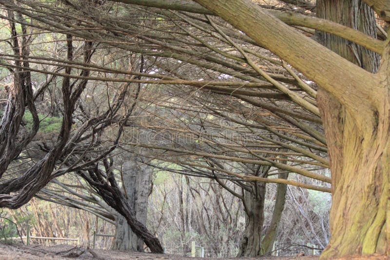 Big tree in the park stock photo. Image of rural, tall - 106729988