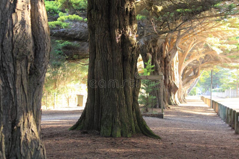 Big tree in the park stock image. Image of natural, trunk - 106730937