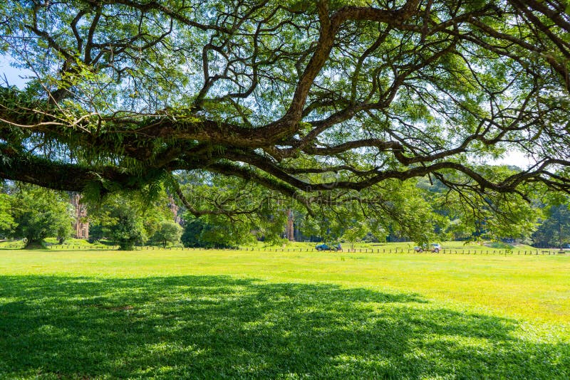 Big tree in the park stock photo. Image of root, green - 136133980
