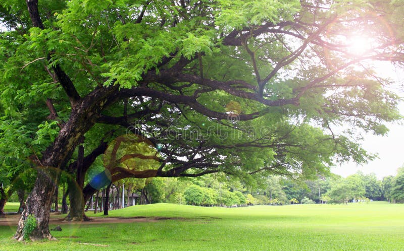 Big tree in the park stock photo. Image of lawn, foliage - 44439526