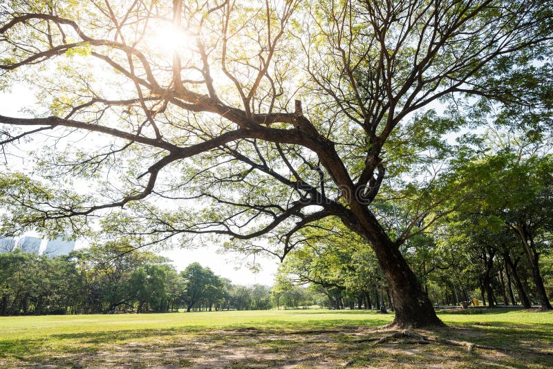 Big tree in the park stock photo. Image of plain, season - 68873412